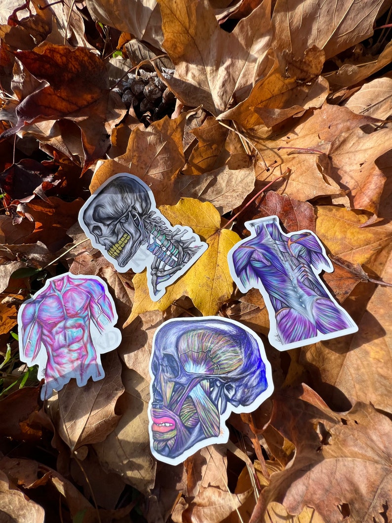 Anatomy Sticker Sticker Pack Sticker Set of 4 Skull, Skeleton, Muscles ...