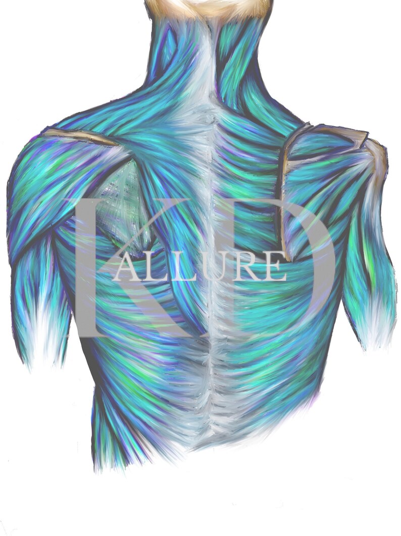 Muscles of Back, Superficial Deep Layer-digital Hand Drawn Art, iPad ...