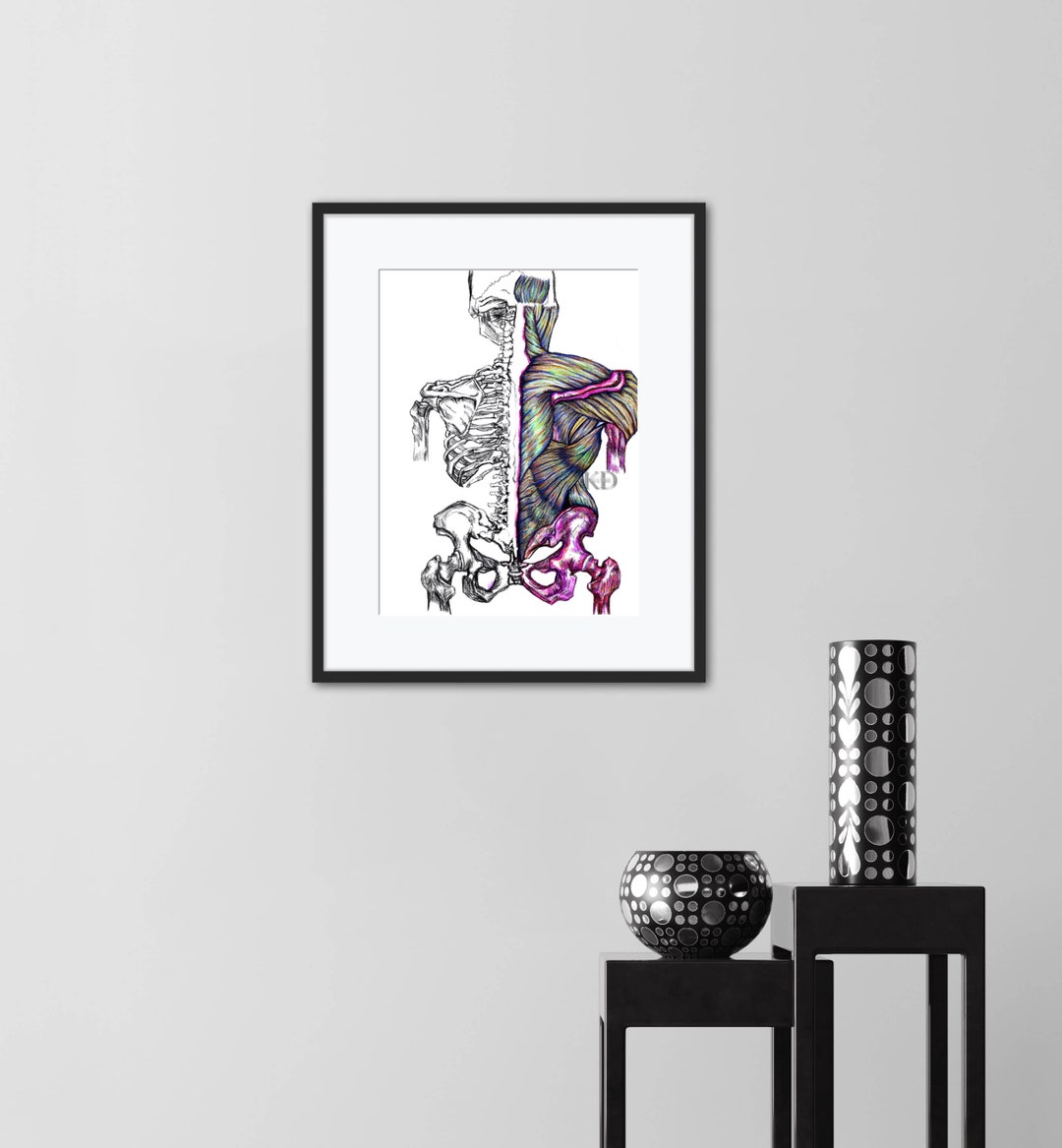 Bony Framework of Posterior Side, Superficial Layer of Back-vibrant ...