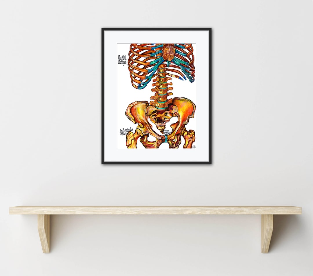 Bony Framework of Abdomen WITH Anatomical Labels V. 2.0 - Digital ...