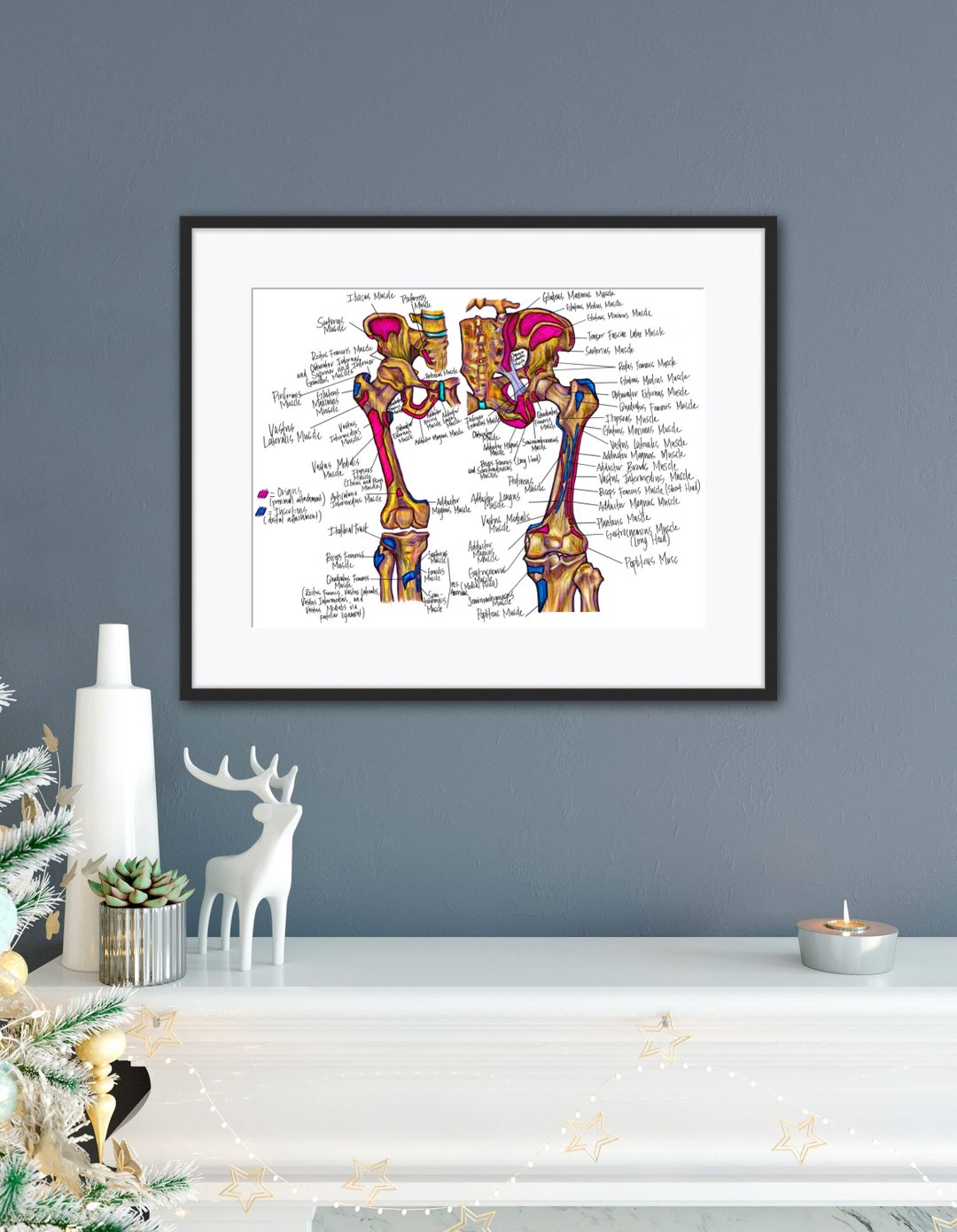 Origins and Insertions of Muscles of Hip Thigh 2.0 -vibrant Colors,digital Hand Drawn Art, iPad ...