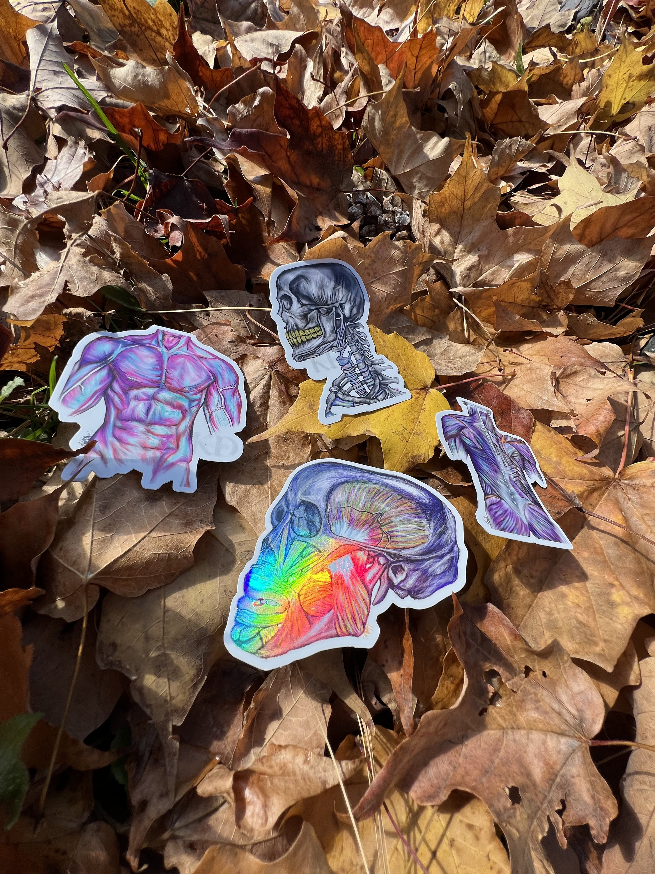 Anatomy Sticker Sticker Pack Sticker Set of 4 Skull, Skeleton, Muscles ...