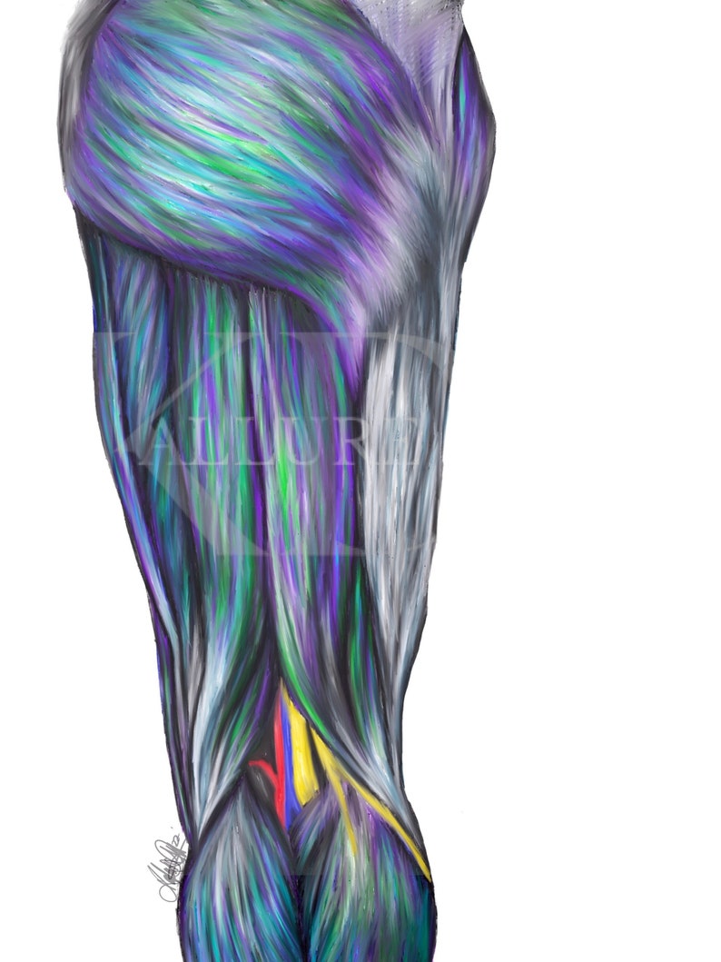 Muscles of Hip Thigh: Posterior View, Superficial Dissection-digital ...