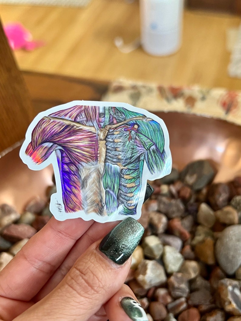 Anatomy Sticker, Holographic - Muscles of Abdomen, Hand Drawn Sticker ...