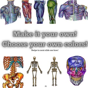 Muscles of Forearm Anterior View 3 Layers-vibrant Colors Digital Hand ...