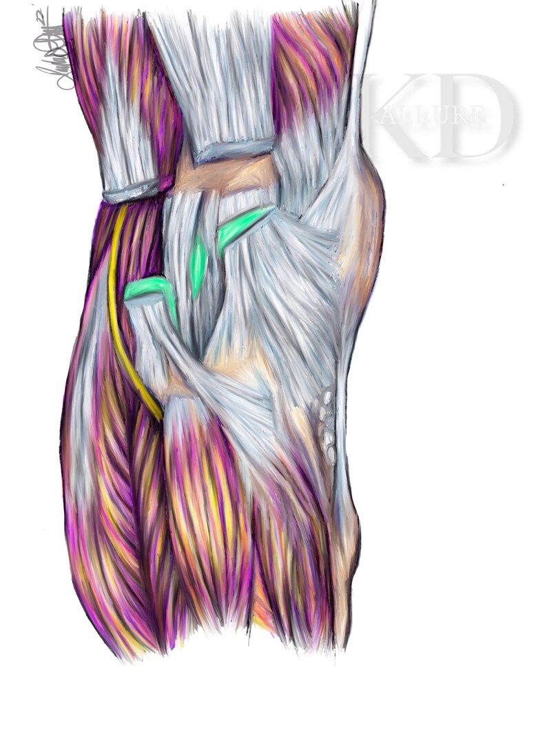 Set of 3 Knee Series, Medial and Lateral View vibrant Colors,digital ...