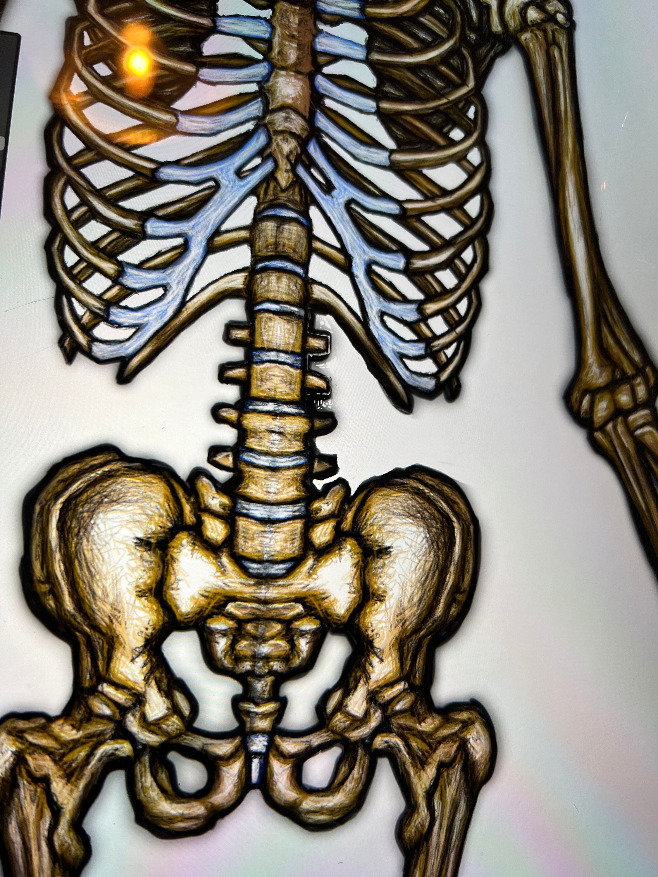 Skeletal System, Anterior Posterior Front Back -vibrant Colors,digital ...