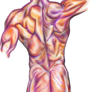 Set of 5 Anatomy PRINTS, Digital Drawings, Vibrant Color, Medical Art ...