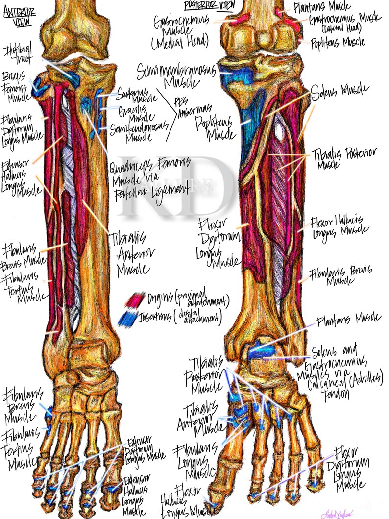 Origins Insertions of Lower Extremity 2.0 -vibrant Colors,digital Hand ...