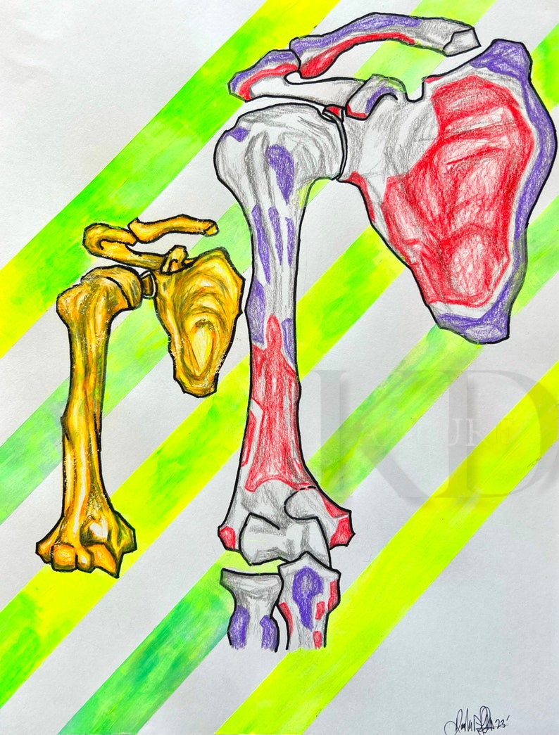 Húmero y escápula vista anterior: colores vibrantes - Etsy México