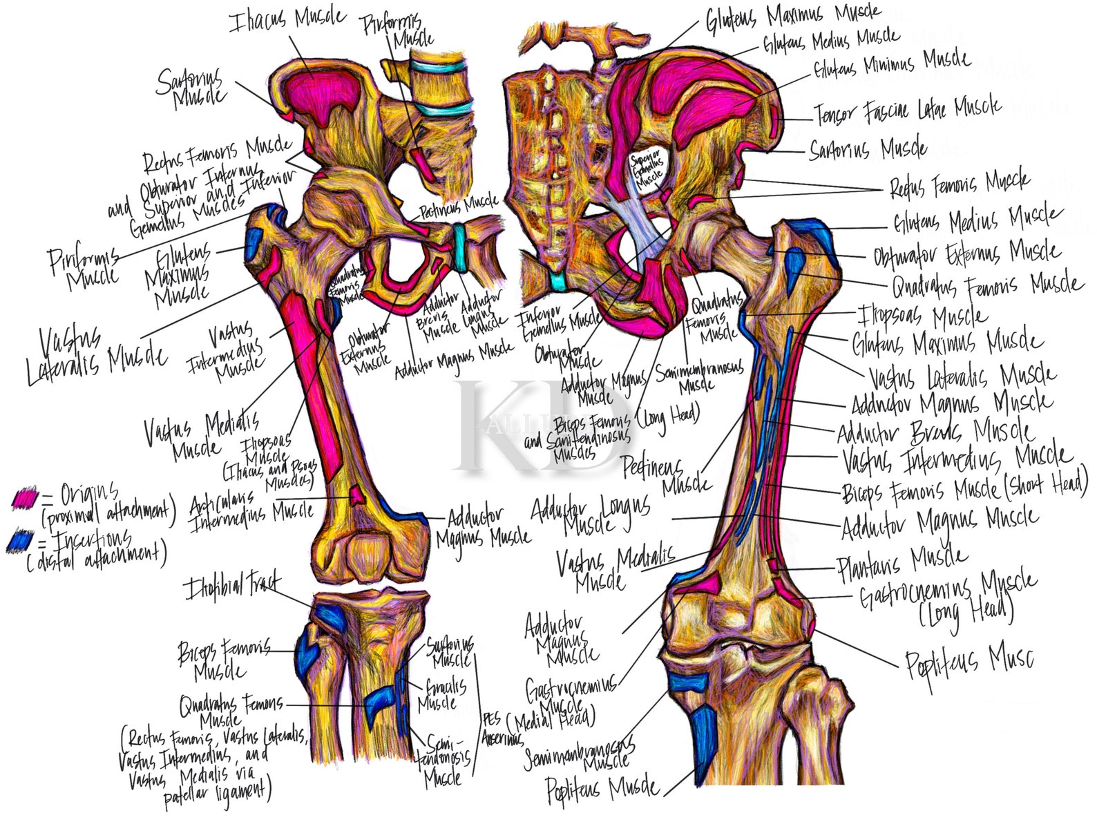Origins and Insertions of Muscles of Hip Thigh 2.0 -vibrant Colors,digital Hand Drawn Art, iPad ...