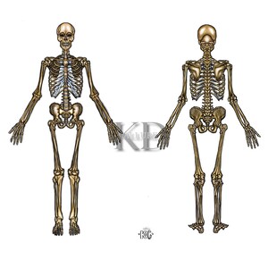 Skeletal System, Anterior Posterior Front Back -vibrant Colors,digital ...