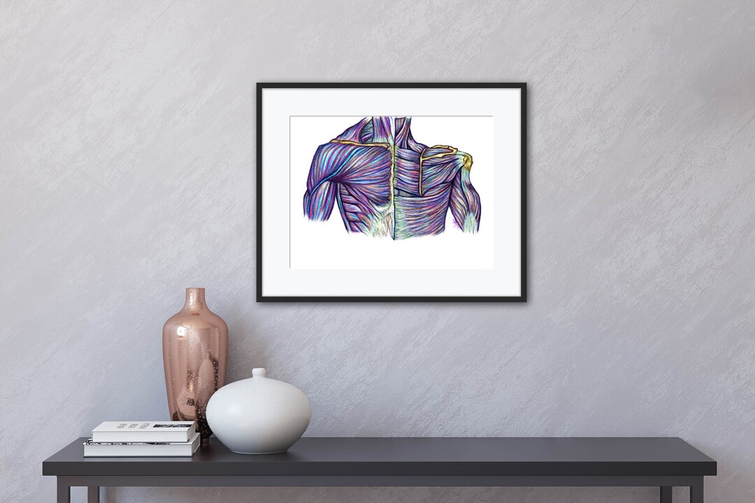 Front/back Muscles of Torso - Anatomy Drawing, Vivid Colors, Digital ...