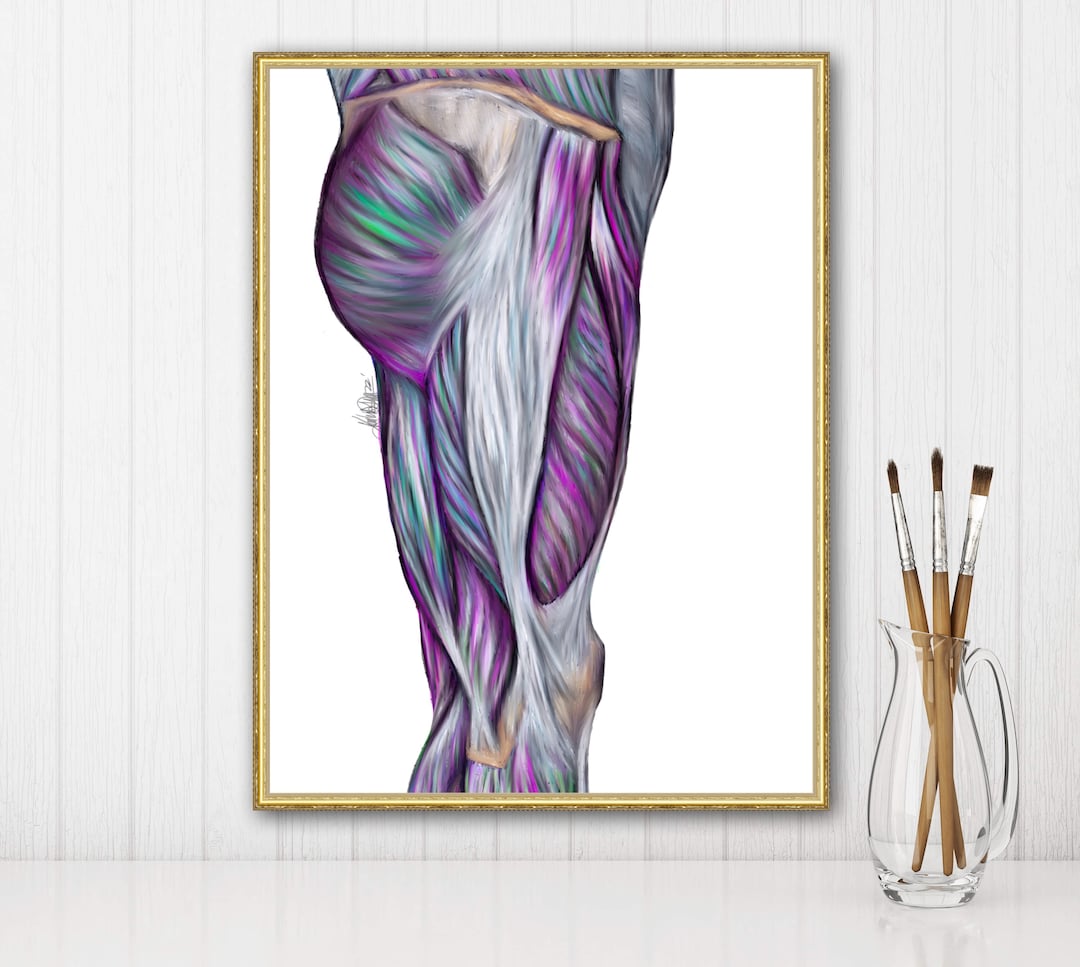 Superficial Layer of Thigh, Lateral View Digital Hand Drawn Art, iPad ...