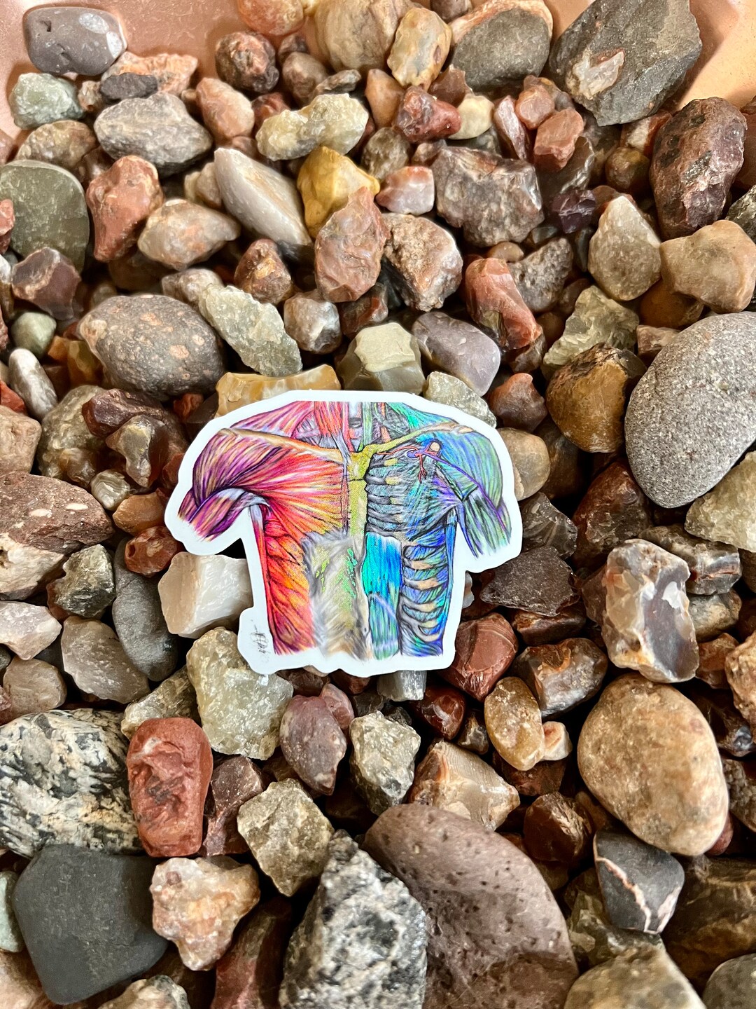 Anatomy Sticker, Holographic - Muscles of Abdomen, Hand Drawn Sticker ...