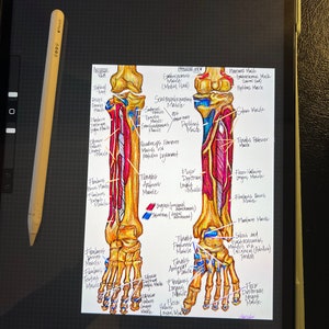 Origins Insertions of Lower Extremity 2.0 -vibrant Colors,digital Hand ...