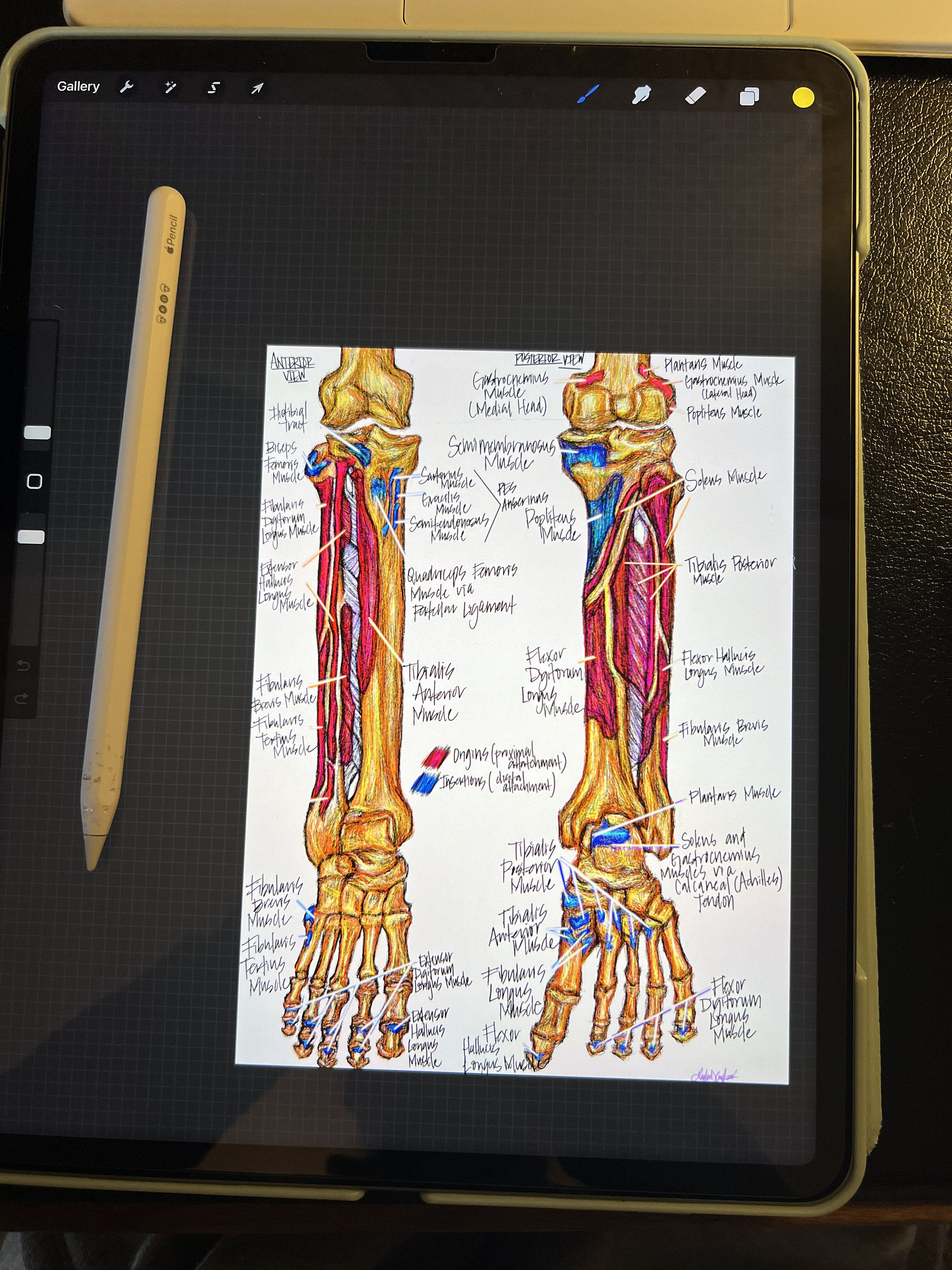 Origins Insertions of Lower Extremity 2.0 -vibrant Colors,digital Hand ...