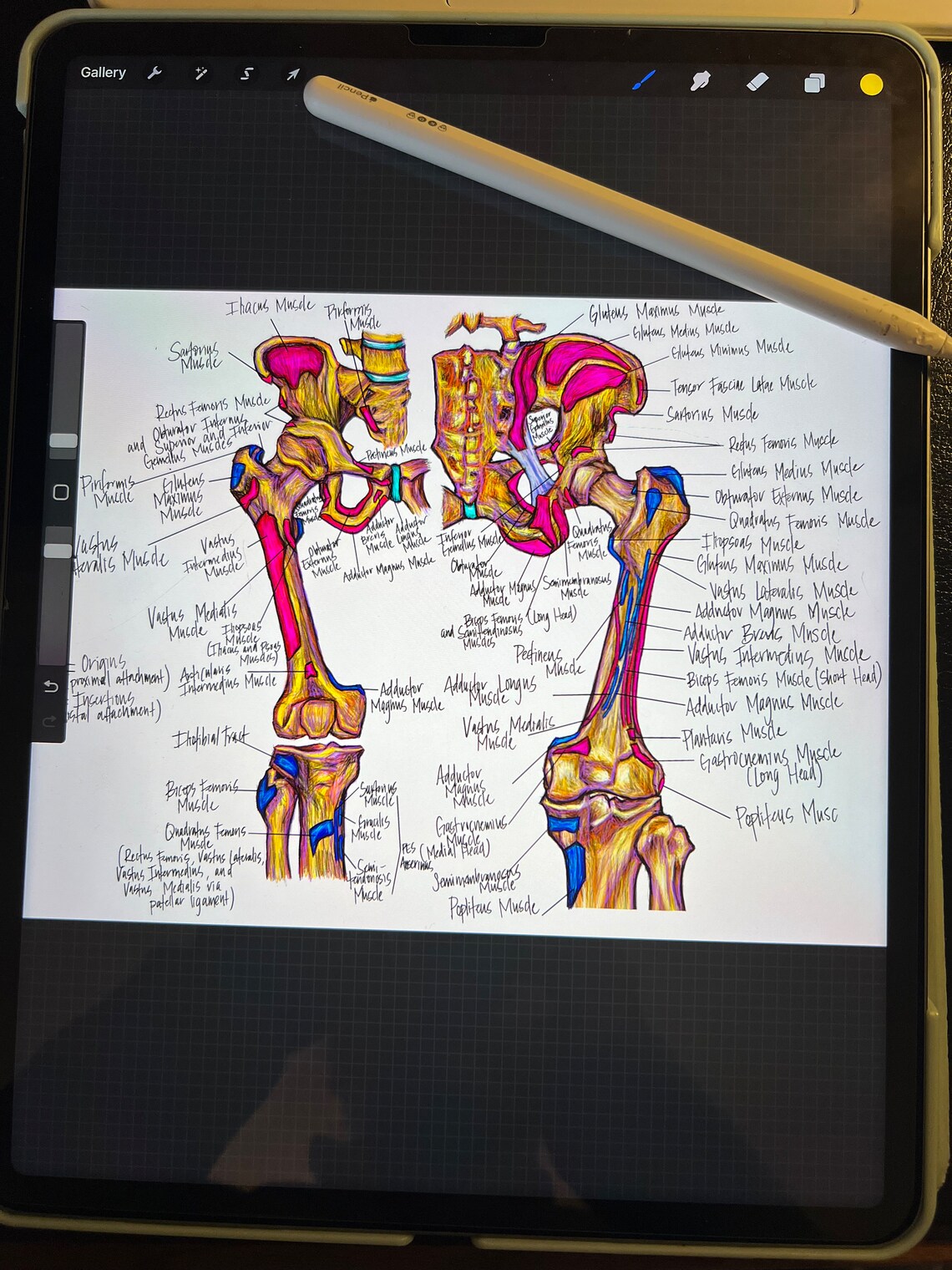 Origins and Insertions of Muscles of Hip Thigh 2.0 -vibrant Colors ...