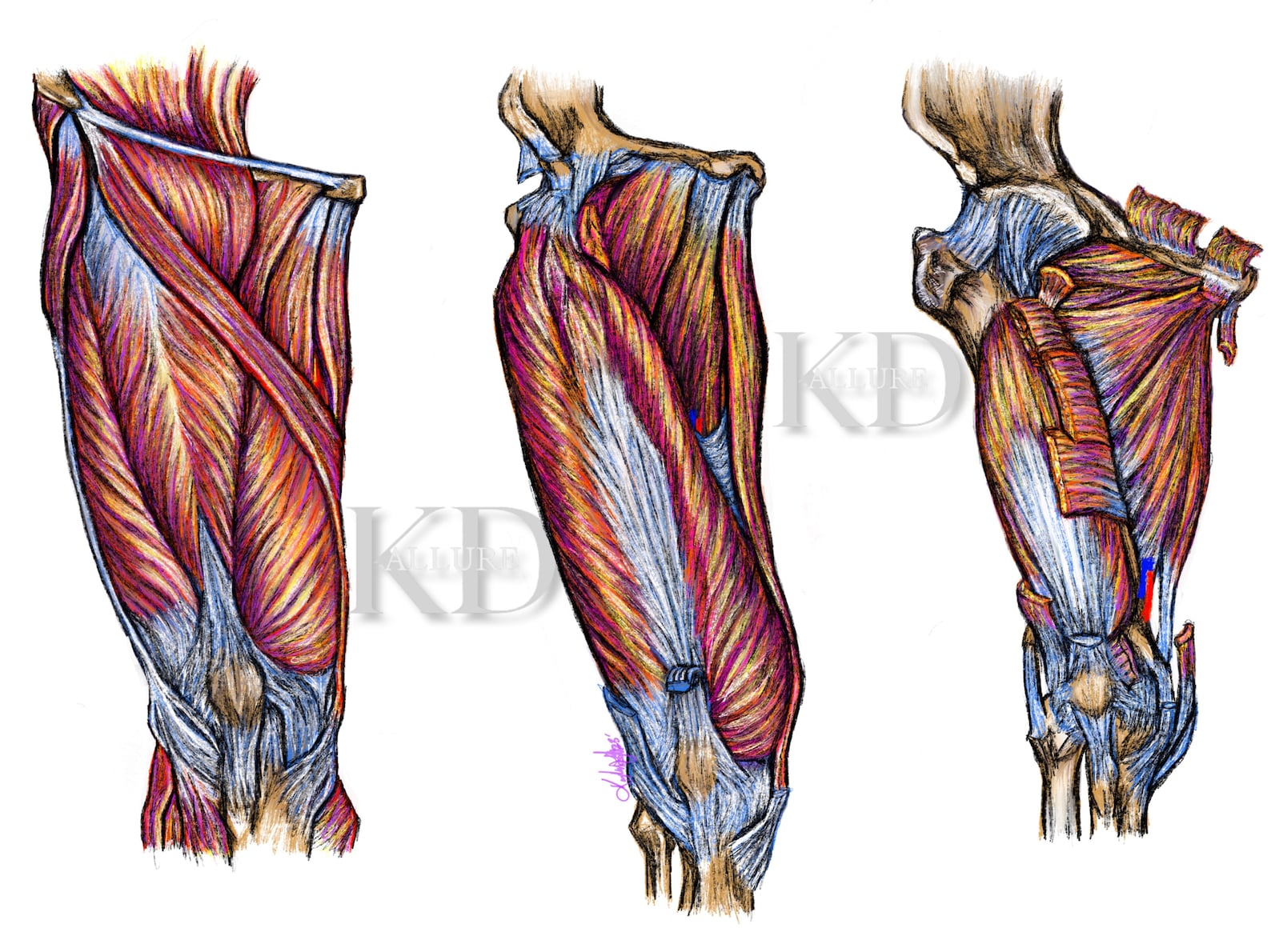 3 Views Muscles of Quad 2.0 -vibrant Colors,digital Hand Drawn Art ...