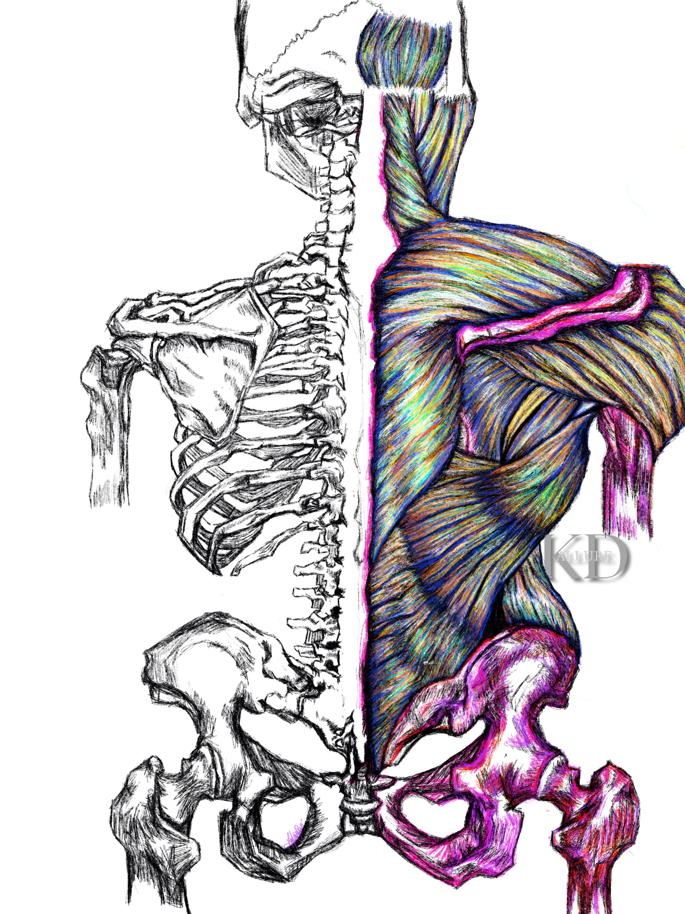 Bony Framework of Posterior Side, Superficial Layer of Back-vibrant ...