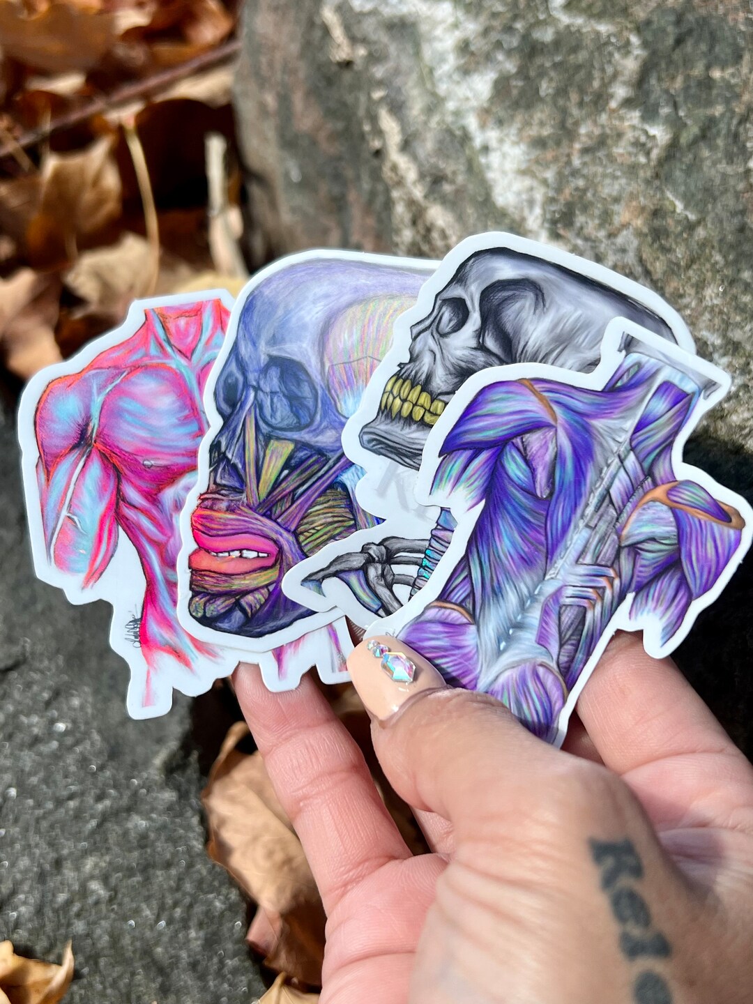 Anatomy Sticker Sticker Pack Sticker Set of 4 Skull, Skeleton, Muscles ...