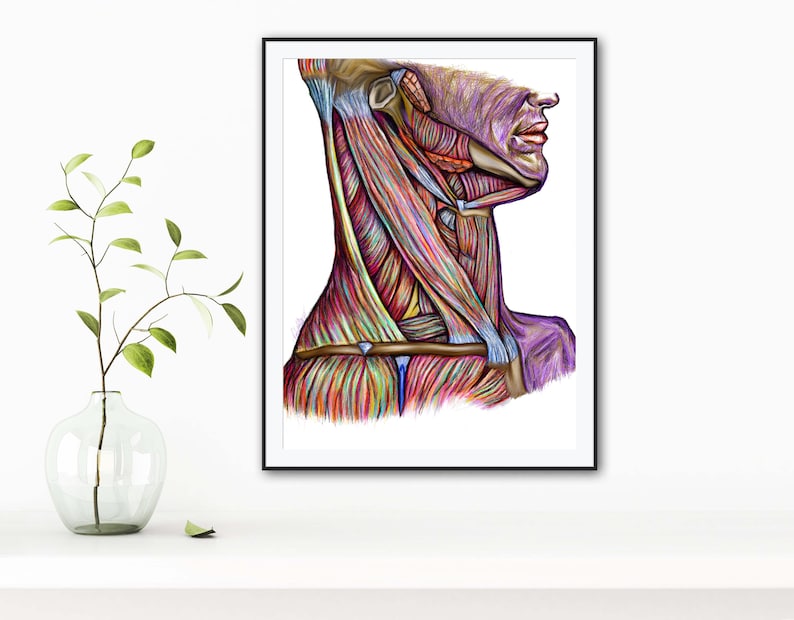 Muscles of Neck Lateral View V 2.0-vibrant Colors,digital Hand Drawn ...