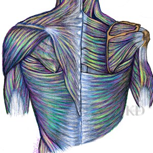 Muscles of Back, Superficial Deep Layer V. 2.0 -digital Hand Drawn Art ...