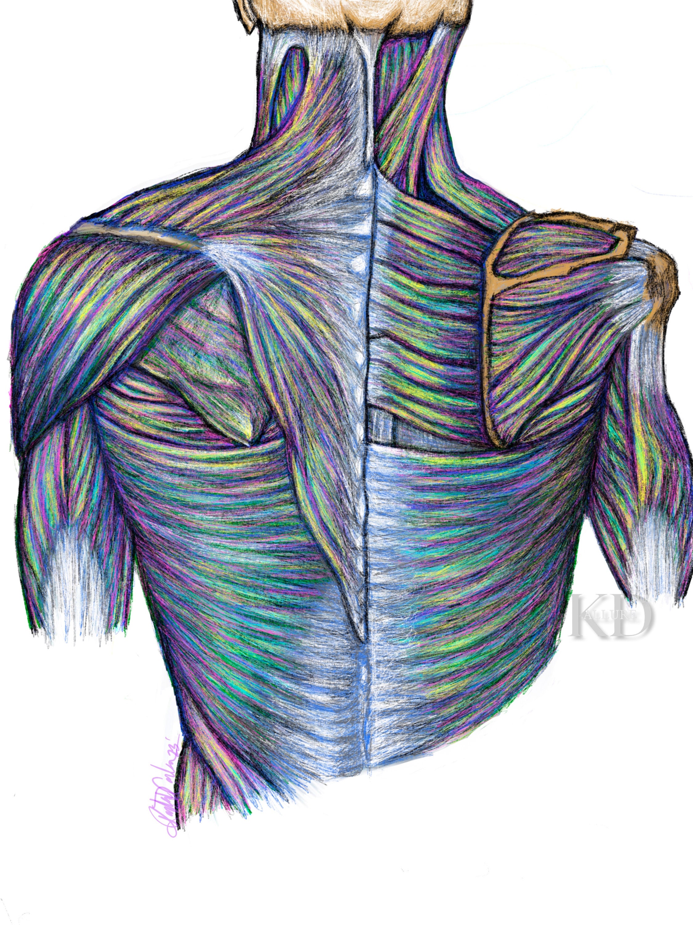 Muscles of Back, Superficial Deep Layer V. 2.0 -digital Hand Drawn Art ...