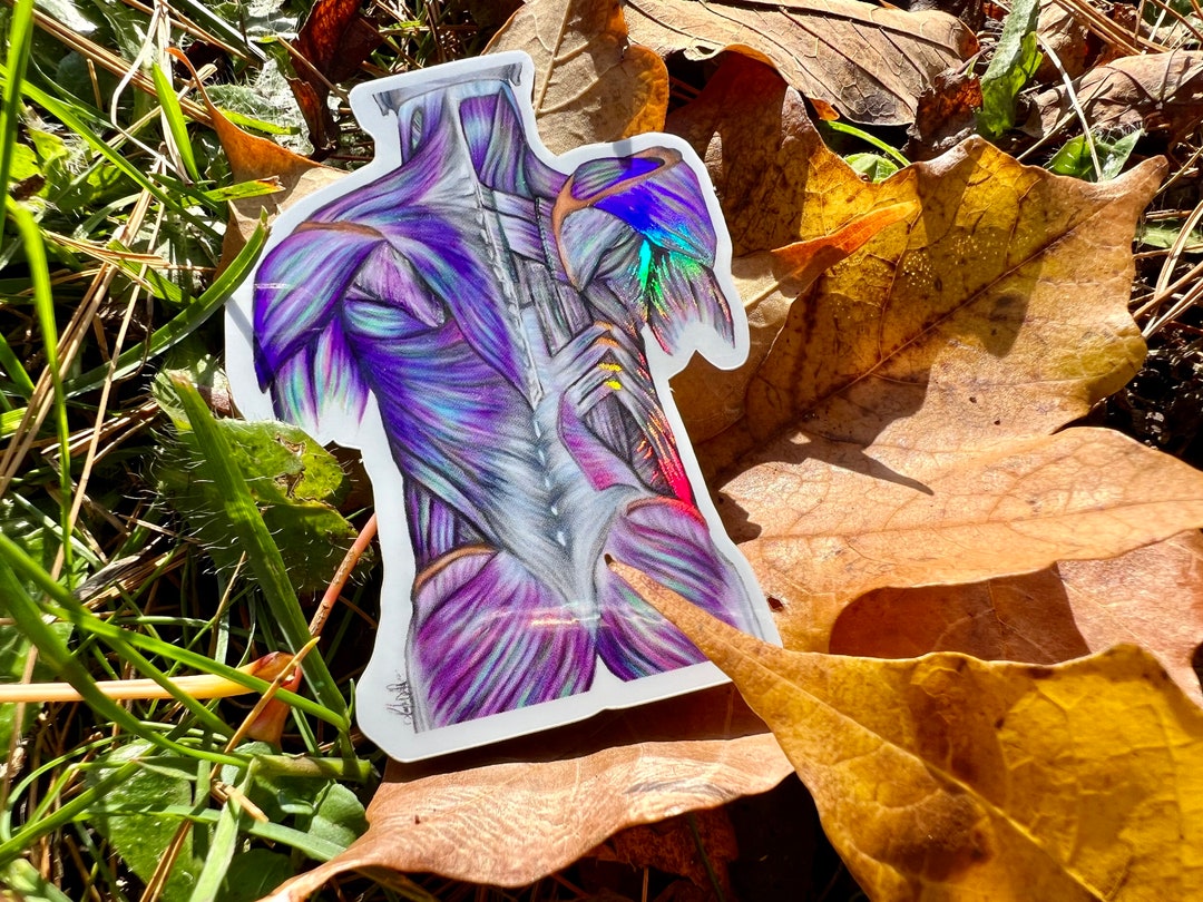 Anatomy Sticker, Holographic - Anatomy Surface of Back, Handdrawn ...