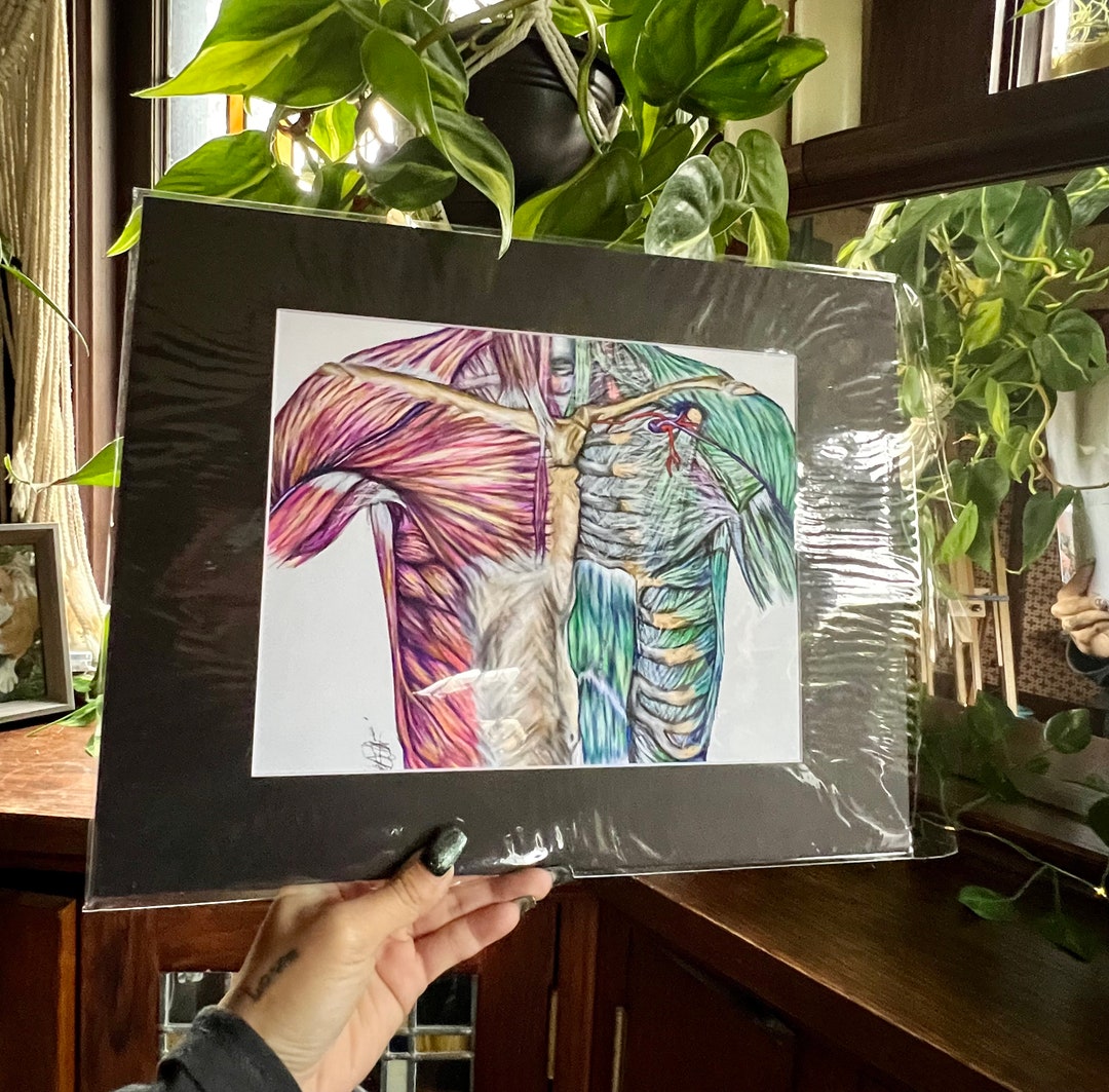 8x10 Matted, Black Matte, Anatomy Print- Muscles of Chest, Hand Drawn ...