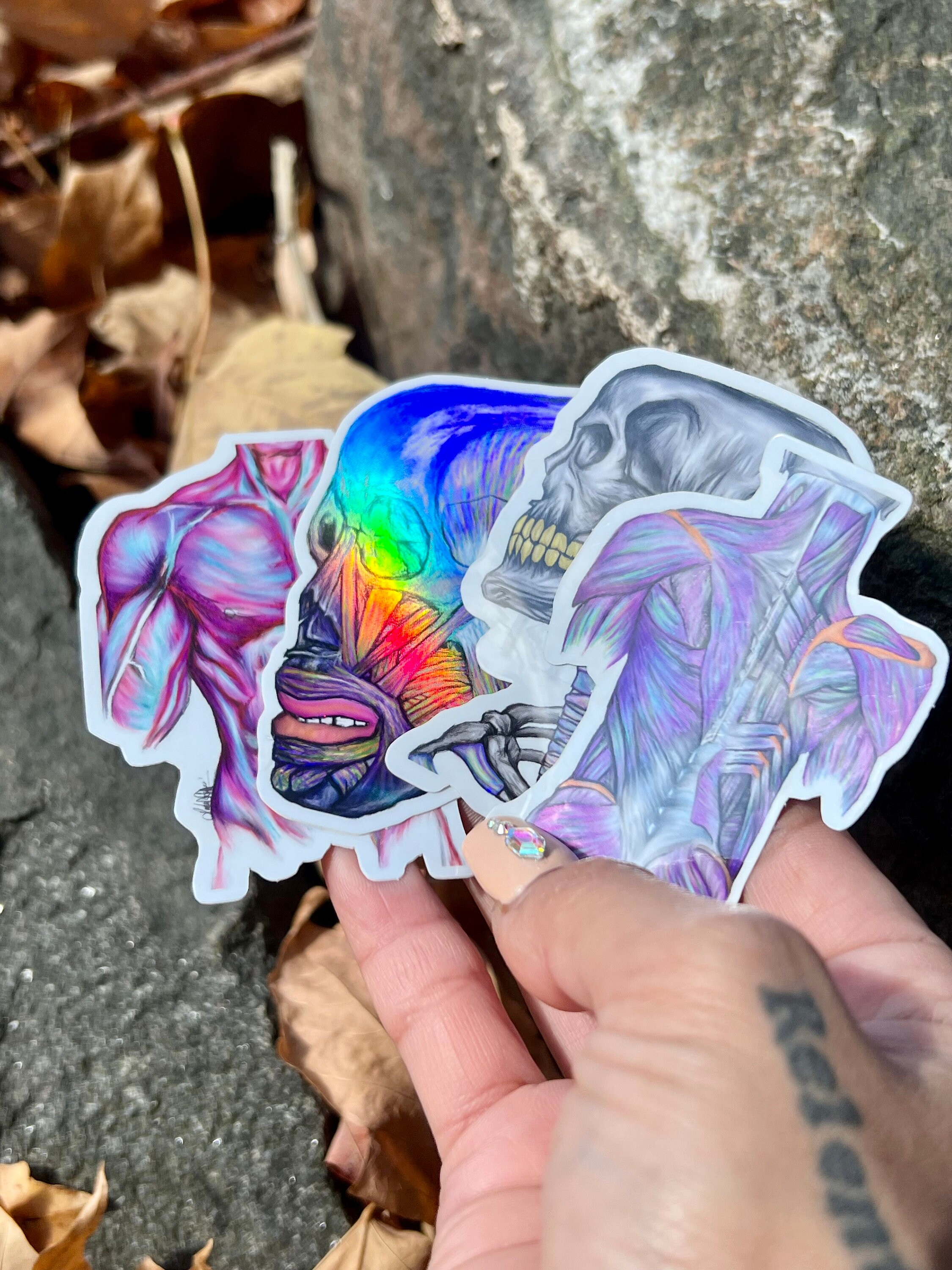 Anatomy Sticker Sticker Pack Sticker Set of 4 Skull, Skeleton, Muscles ...