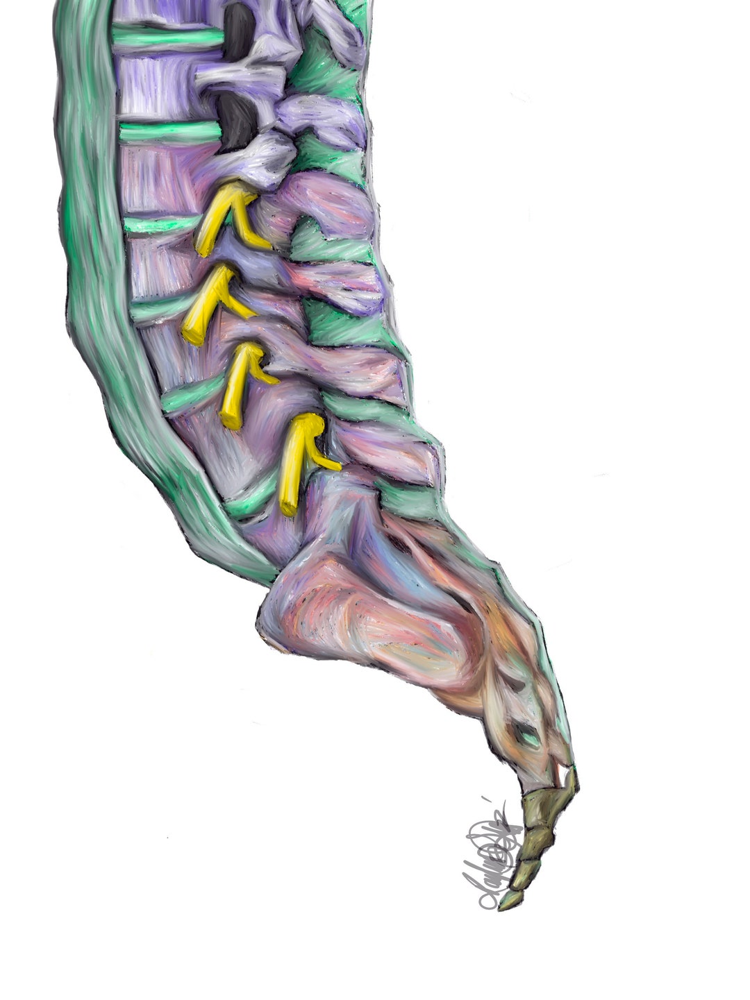 Anatomy Drawing Sacrum - Etsy