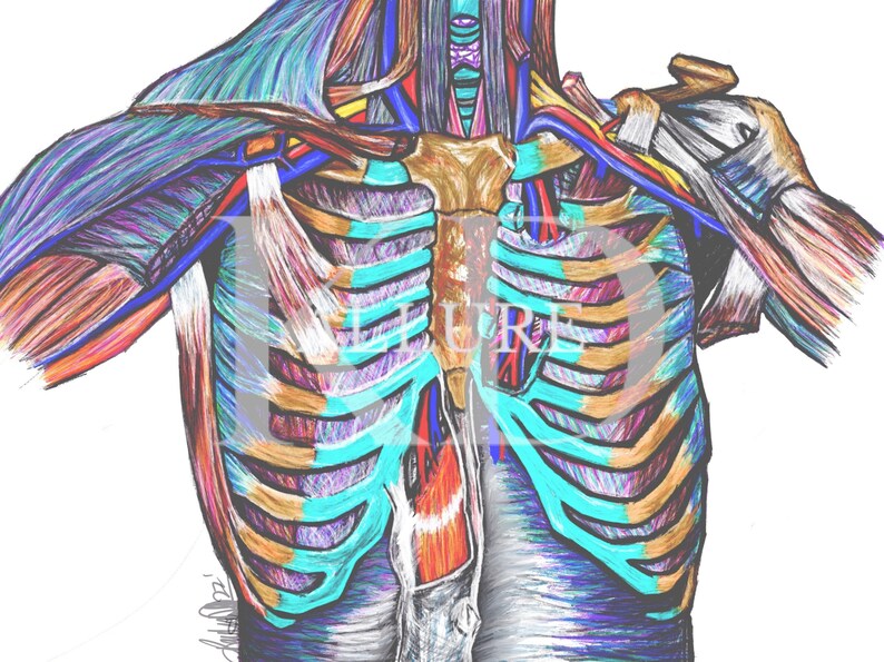 Set of 5 Anatomy PRINTS, Digital Drawings, Vibrant Color, Medical Art ...