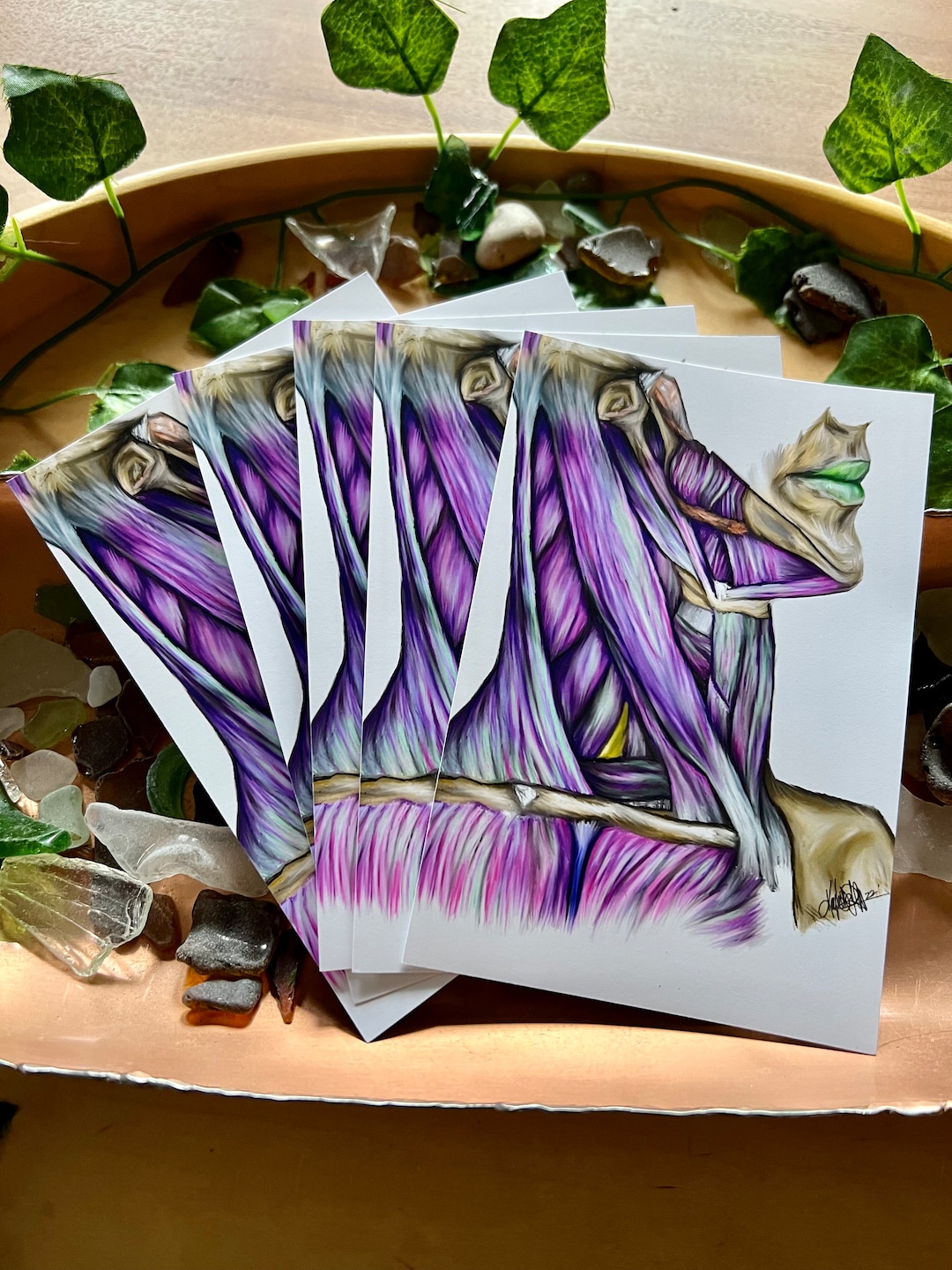 4 X 6 Anatomy Notecard Print Set of 5 Thank You Note, Medical Gift ...