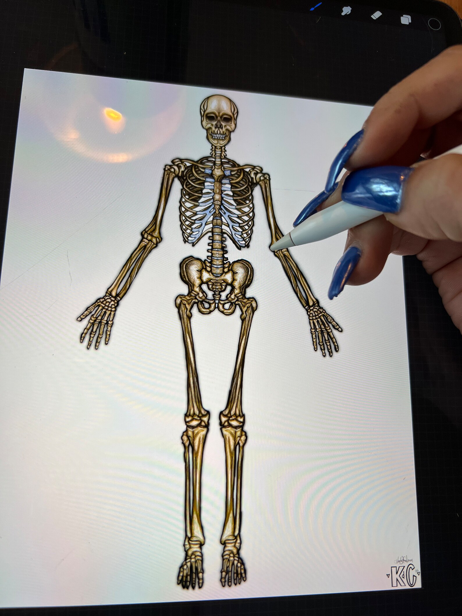 Skeletal System, Anterior Posterior Front Back -vibrant Colors,digital ...