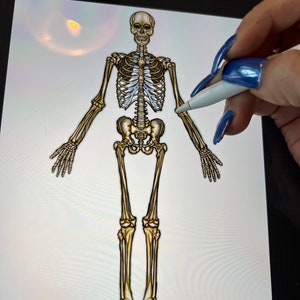 Skeletal System, Anterior Posterior Front Back -vibrant Colors,digital ...