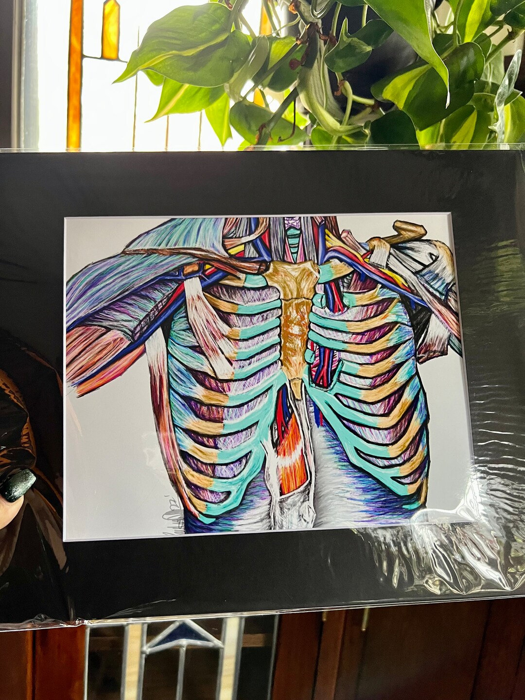 8x10 Matted, Black Matte, Anatomy Print- Muscles of Chest Deep Layer ...