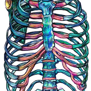 Bony Framework of Thorax, Anterior View-digital Hand Drawn Art, iPad ...
