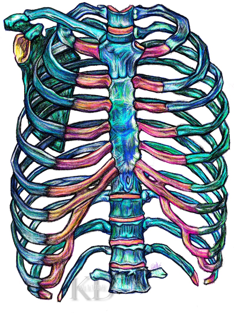 Bony Framework of Thorax, Anterior View-digital Hand Drawn Art, iPad ...