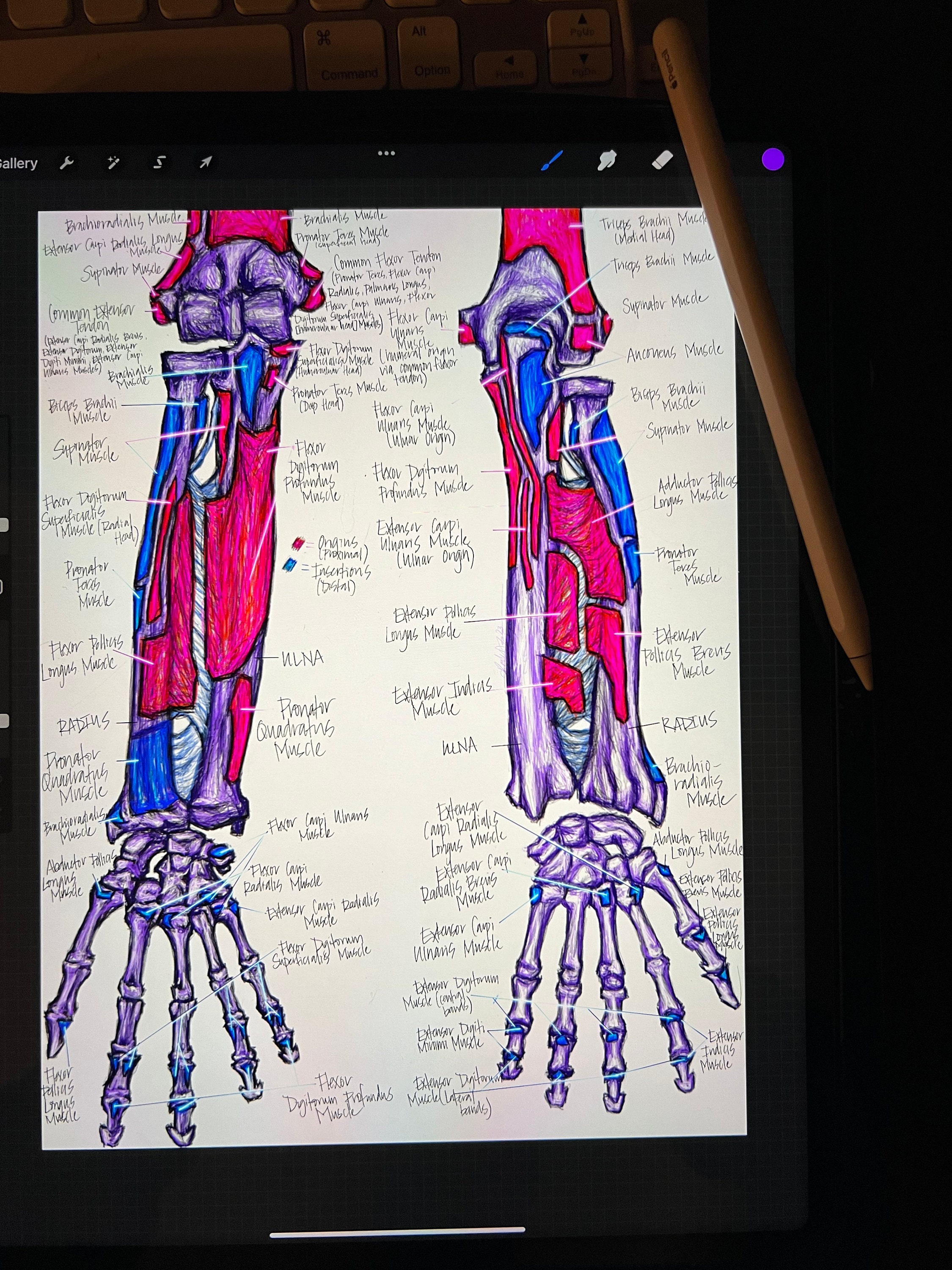 Origins and Insertions Hand Wrist -vibrant Colors,digital Hand Drawn Art, iPad Drawing, Anatomy ...