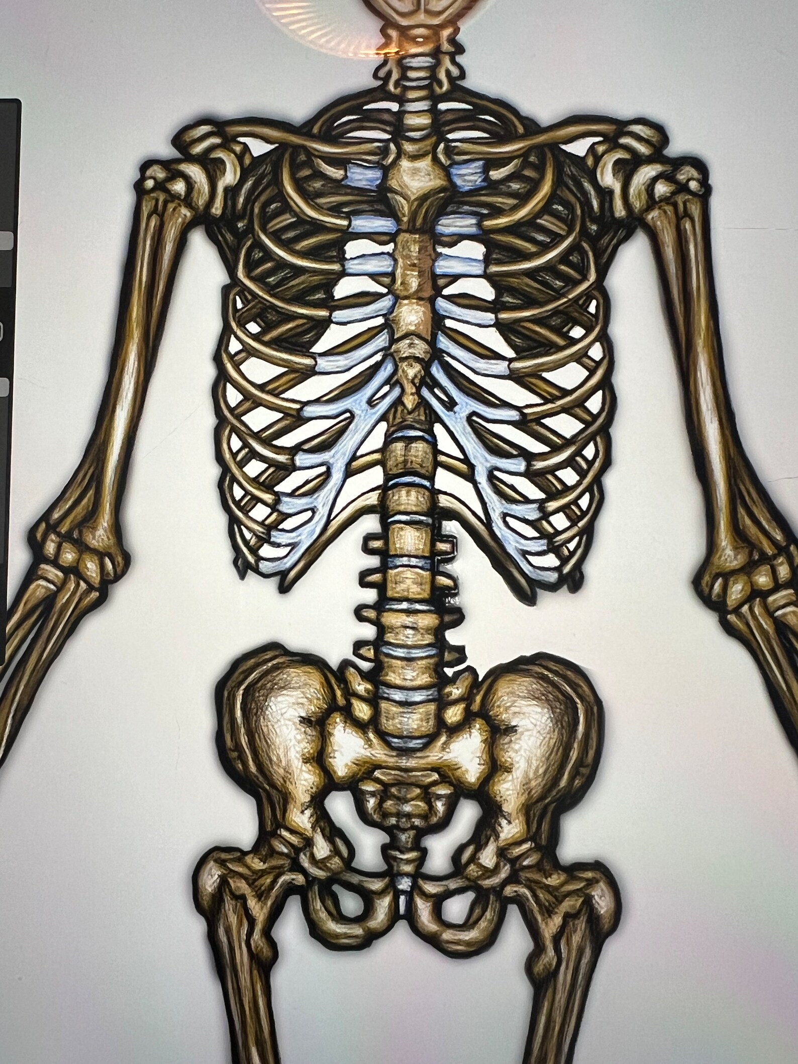 Skeletal System, Anterior Posterior Front Back -vibrant Colors,digital ...