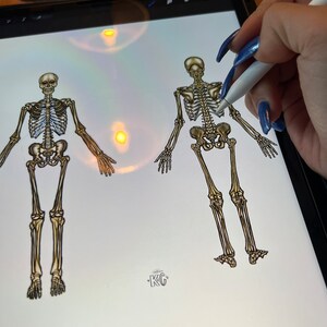 Skeletal System, Anterior Posterior Front Back -vibrant Colors,digital ...