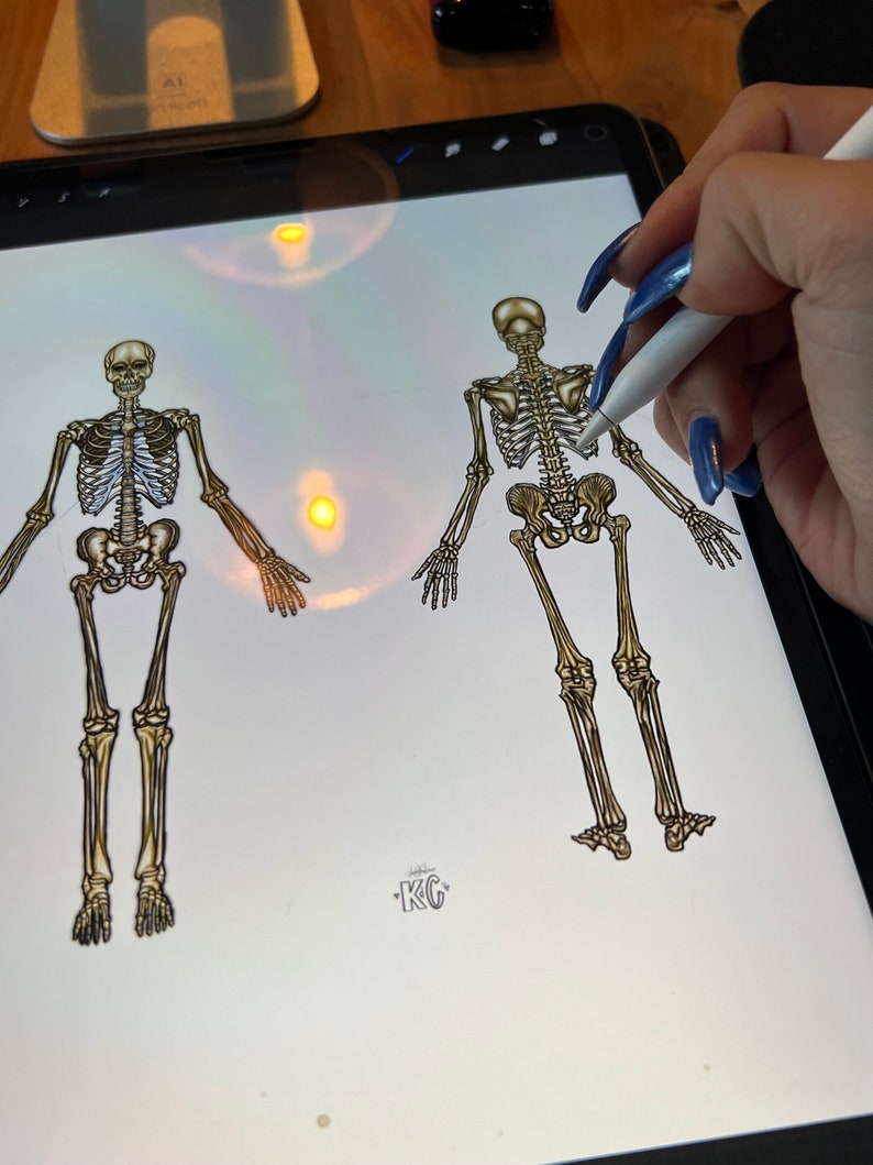 Skeletal System, Anterior Posterior Front Back -vibrant Colors,digital ...