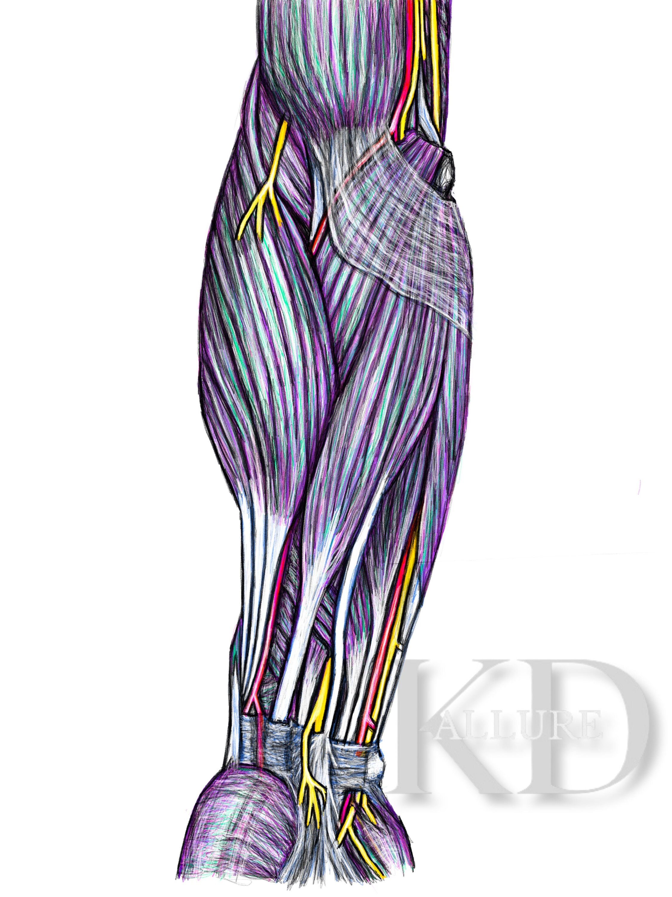 Muscles of Forearm Anterior View 3 Layers-vibrant Colors Digital Hand ...