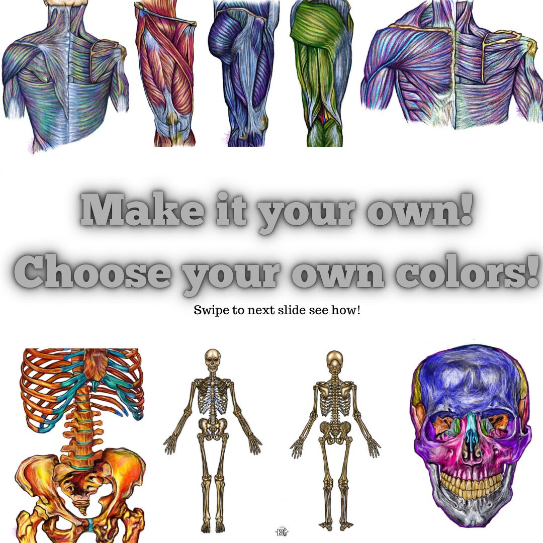 Origins Insertions of Lower Extremity 2.0 -vibrant Colors,digital Hand ...
