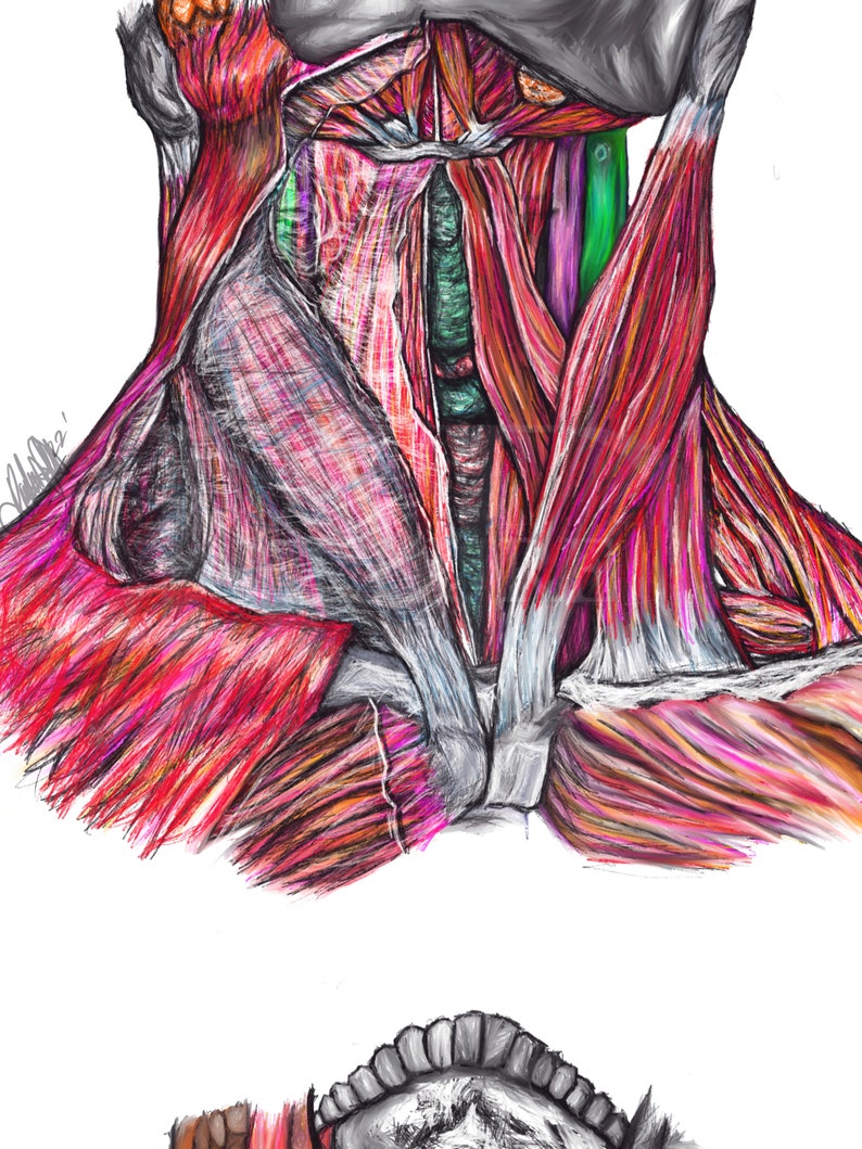 Muscles of Neck-vibrant Colors,digital Hand Drawn Art, iPad Drawing ...