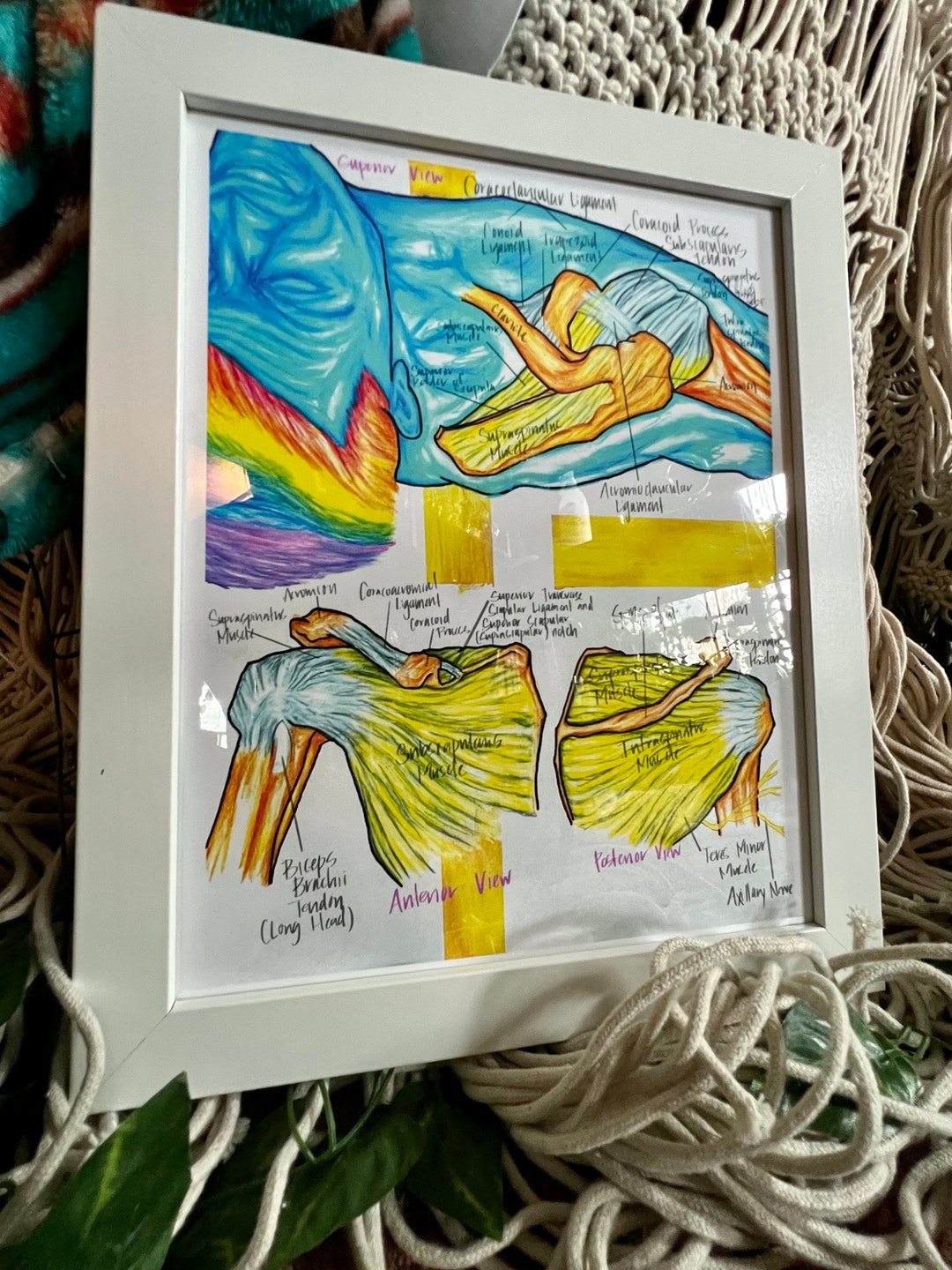 Anatomy Art Artwork Framed Print White Frame Included - Shoulder ...