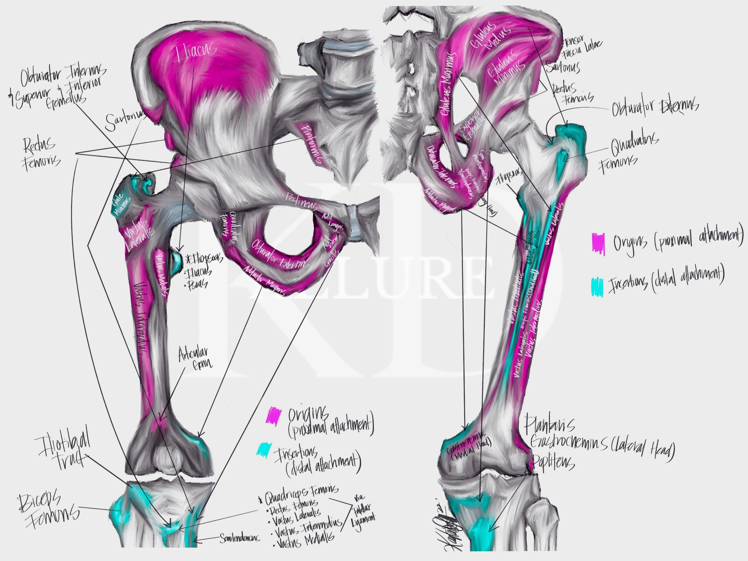 Origins and Insertions of Muscles of Hip Thigh-vibrant Colors,digital ...