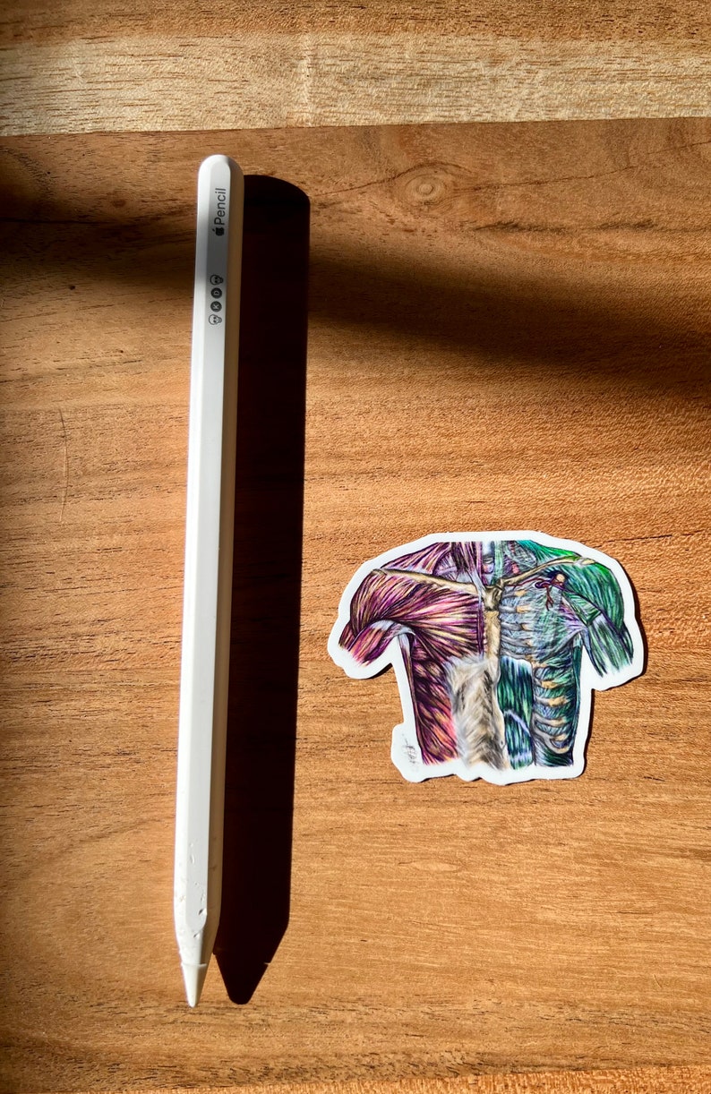 Anatomy Sticker, Holographic - Muscles of Abdomen, Hand Drawn Sticker ...