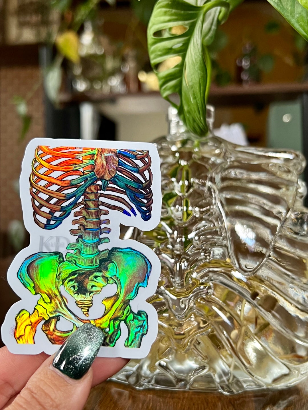 Anatomy Sticker Stickers - Bony Framework of Thorax, Holographic ...